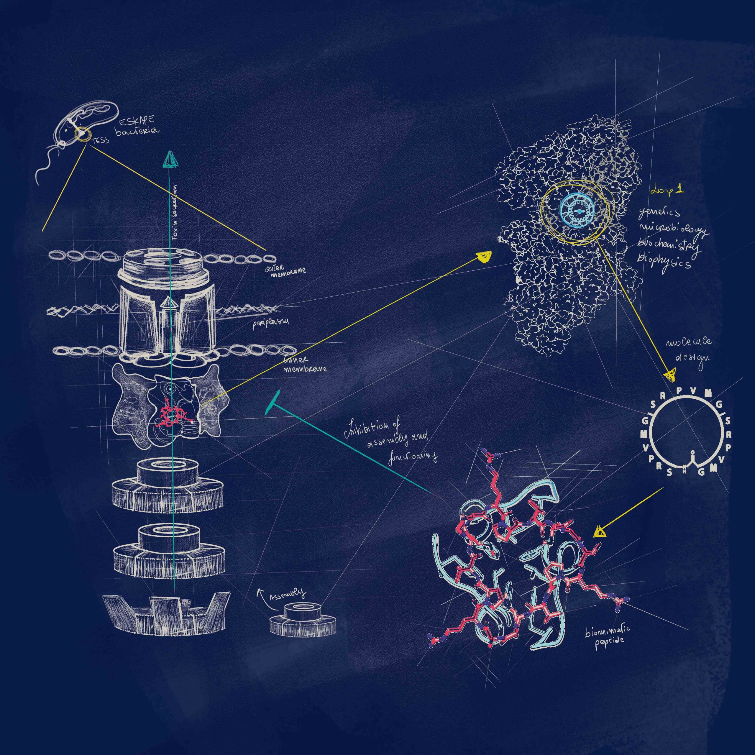 Inhibiting Type VI Secretion System Activity with a Biomimetic Peptide ...