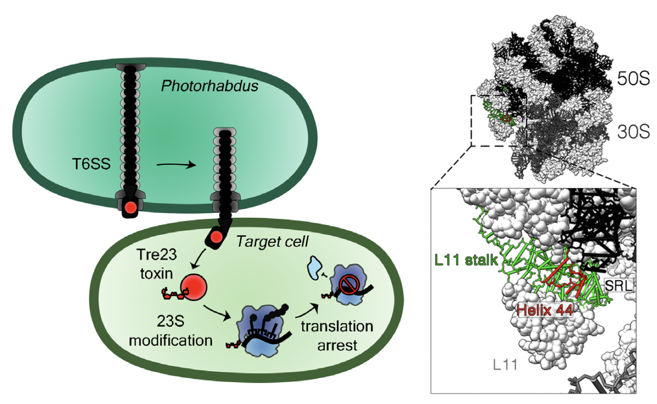 Photorhabdus antibacterial Rhs polymorphic toxin inhibits translation ...